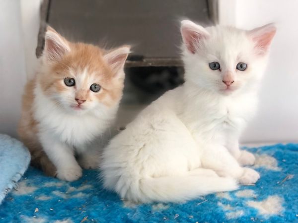Cats Ads For Sale in Ireland | DoneDeal