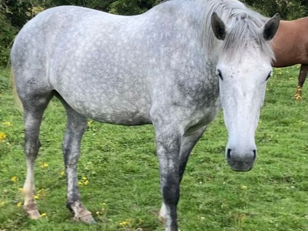 Irish Draught | 96 Horses Ads For Sale in Ireland | DoneDeal