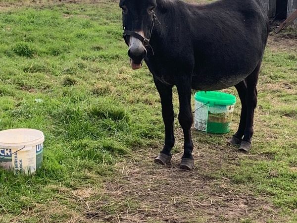 Donkeys Ads For Sale in Ireland | DoneDeal