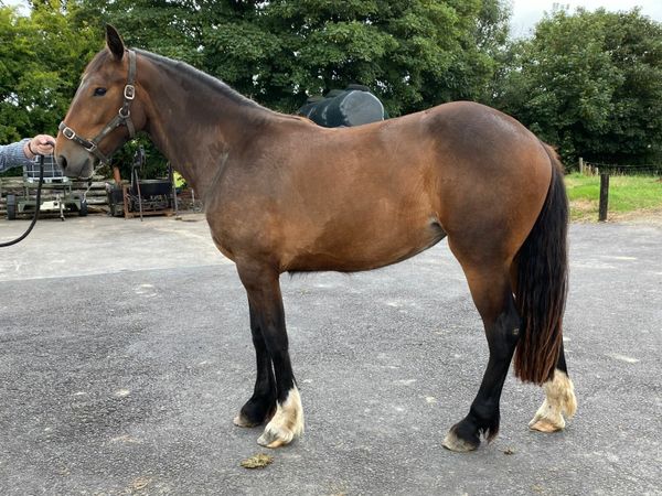 Equine Ads For Sale in Ireland | DoneDeal