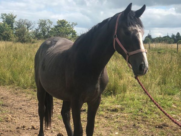 thoroughbred | 73 Horses Ads For Sale in Ireland | DoneDeal