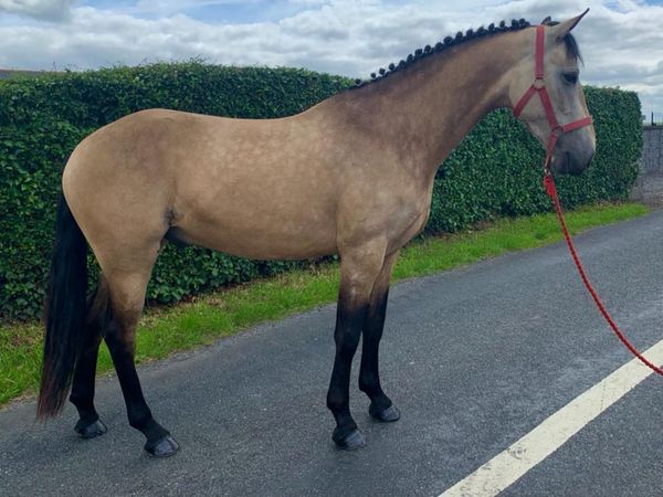 connemara | 208 Ponies Ads For Sale in Ireland | DoneDeal