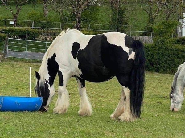 Cobs Ads For Sale in Ireland | DoneDeal