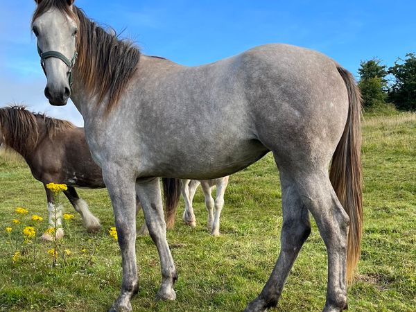 Irish Draught | 94 Horses Ads For Sale in Ireland | DoneDeal