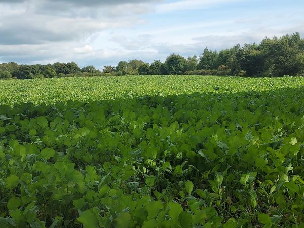 grass seed fiddle | 139 All Sections Ads For Sale in Ireland | DoneDeal