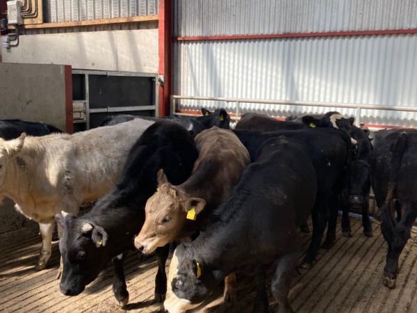 Farming Ads For Sale in Ireland | DoneDeal