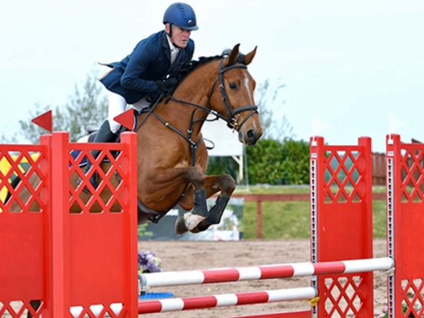 Horses Ads For Sale in Ulster | DoneDeal