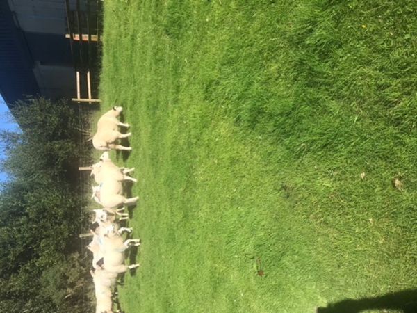 Sheep Ads For Sale in Donegal | DoneDeal
