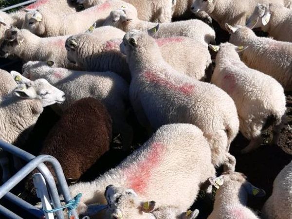 Sheep Ads For Sale in Ireland | DoneDeal