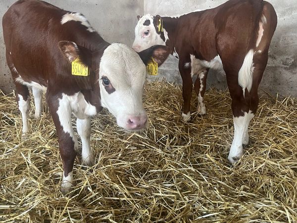 Beef Cattle Ads For Sale in Tyrone | DoneDeal