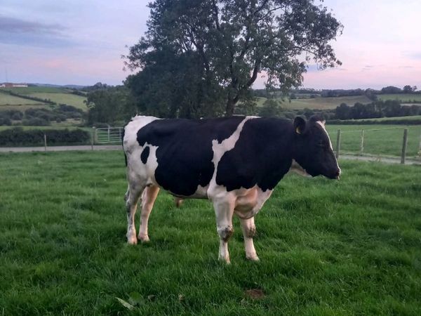 Dairy Cattle Ads For Sale in Monaghan | DoneDeal