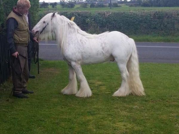 Cobs Ads For Sale in Ireland | DoneDeal