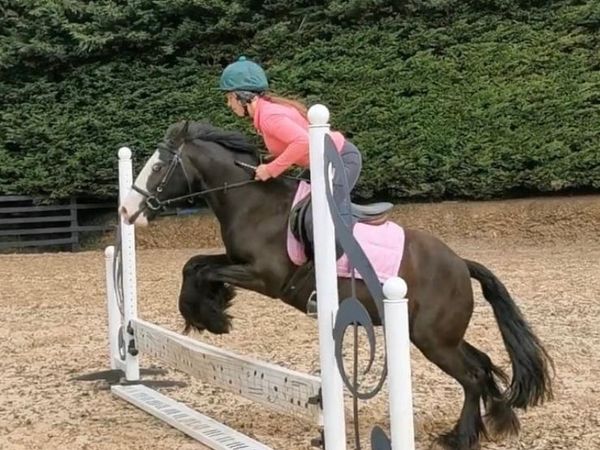 Cobs Ads For Sale in Ireland | DoneDeal