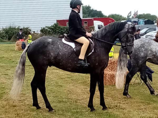 Ponies Ads For Sale in Ireland | DoneDeal