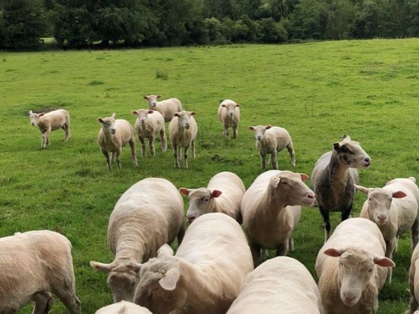 Livestock Ads For Sale in Fermanagh | DoneDeal