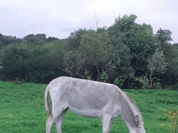 Donkeys Ads For Sale in Ireland | DoneDeal
