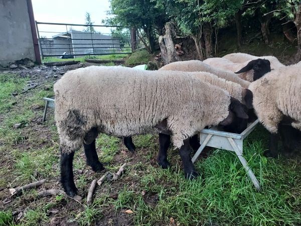 Sheep Ads For Sale in Connacht | DoneDeal