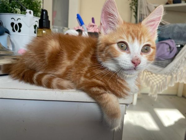 kittens | 527 Cats Ads For Sale in Ireland | DoneDeal