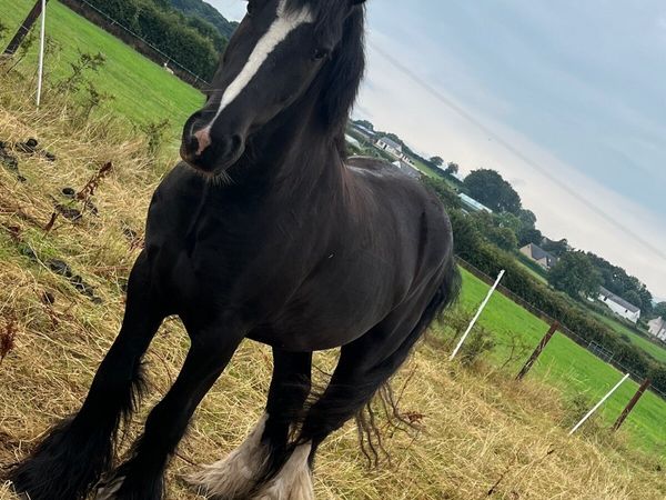 Horses Ads For Sale in Antrim | DoneDeal