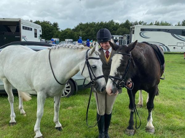 Horses Ads For Sale in Ireland | DoneDeal