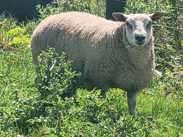 Sheep Ads For Sale in Ireland | DoneDeal