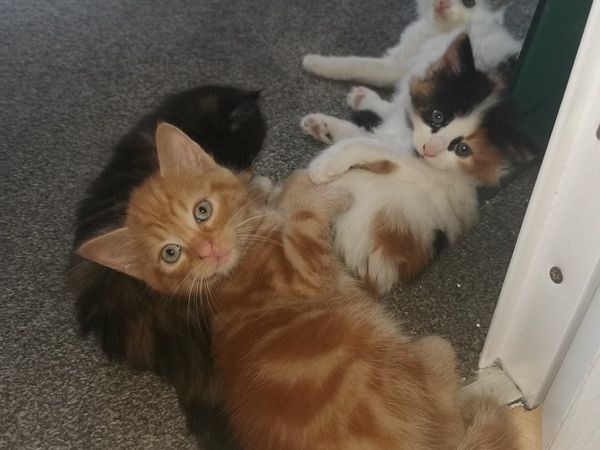 Cats Ads For Sale in Ireland | DoneDeal