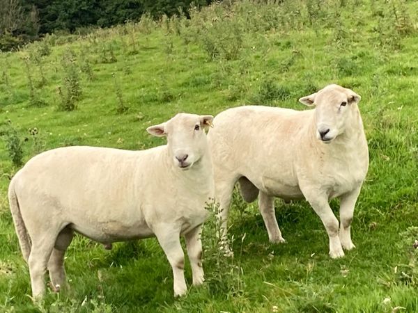 easycare | 8 Sheep Ads For Sale in Ireland | DoneDeal