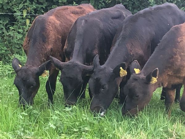 Livestock Ads For Sale in Ireland | DoneDeal