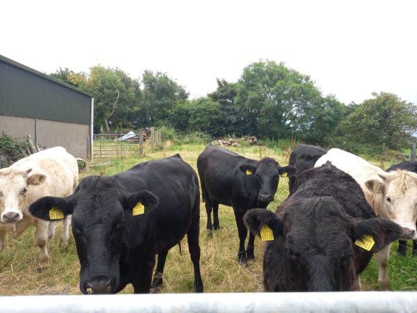 Beef Cattle Ads For Sale in Ulster | DoneDeal