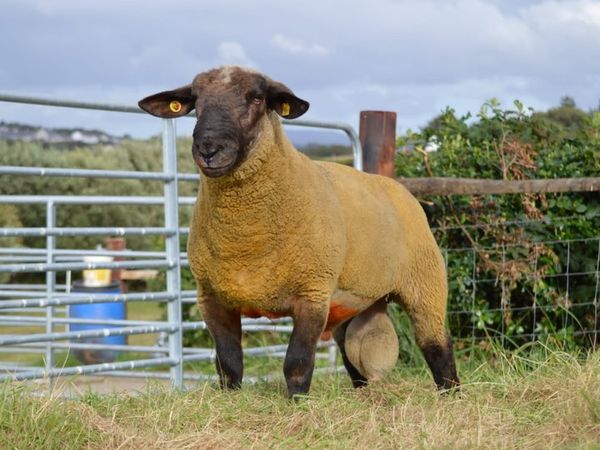Suftex Ram for sale in Galway for €0 on DoneDeal