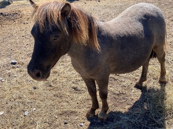 ponies | 686 All Sections Ads For Sale in Ireland | DoneDeal