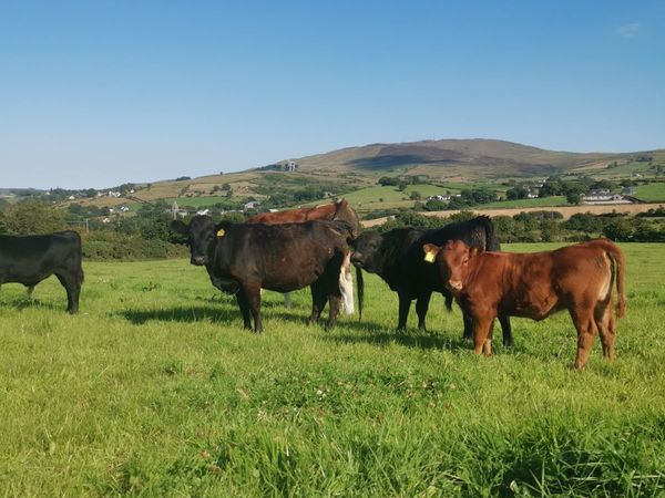 Farming Ads For Sale in Down | DoneDeal
