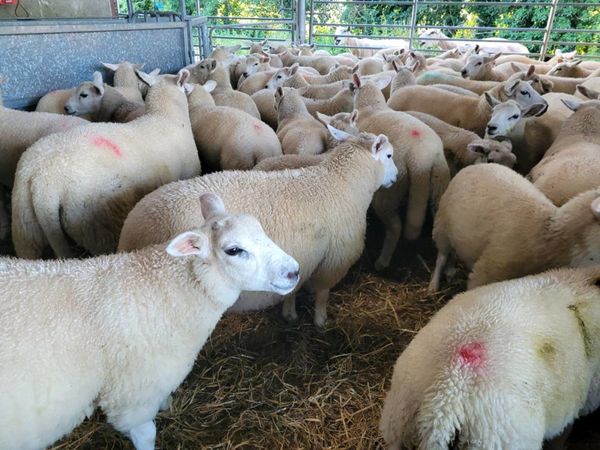 Sheep Ads For Sale in Ireland | DoneDeal