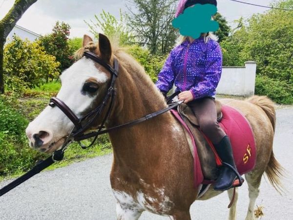 ponies | 686 All Sections Ads For Sale in Ireland | DoneDeal