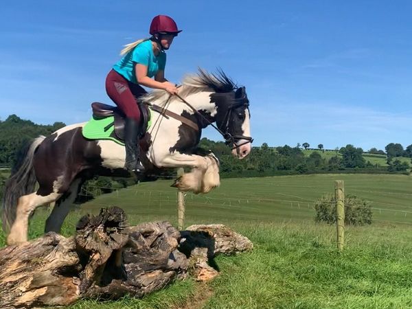 Horses Ads For Sale in Ulster | DoneDeal