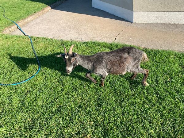 Goats Ads For Sale in Ireland | DoneDeal