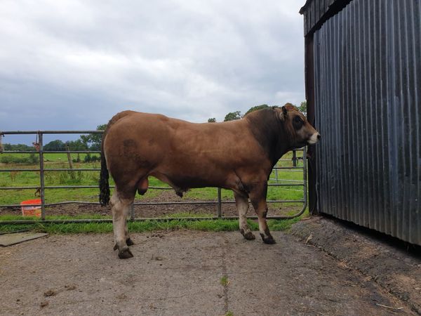 parthenaise | 20 All Sections Ads For Sale in Ireland | DoneDeal