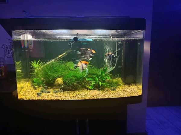 Fish Ads For Sale in Ireland | DoneDeal