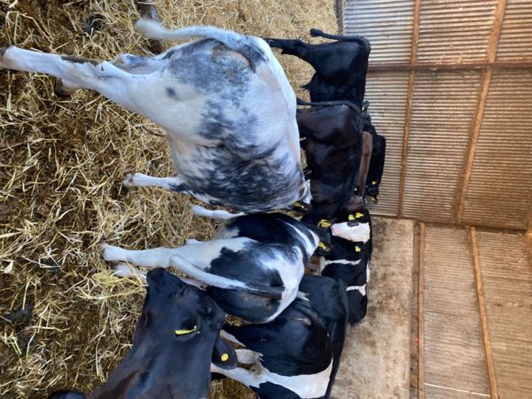 Farming Ads For Sale in Ireland | DoneDeal