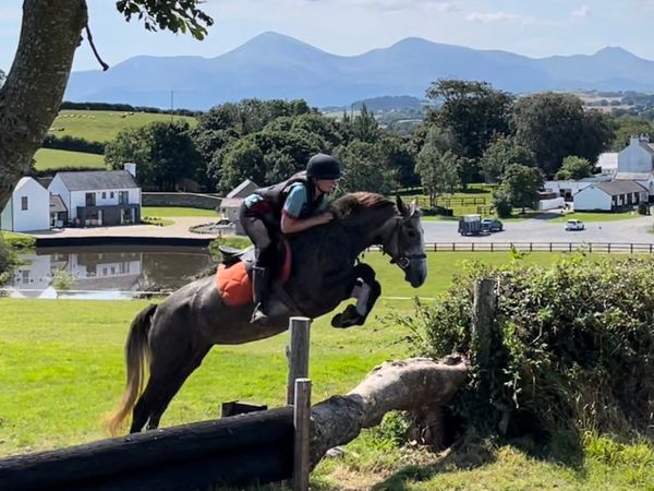 Horses Ads For Sale in Ulster | DoneDeal