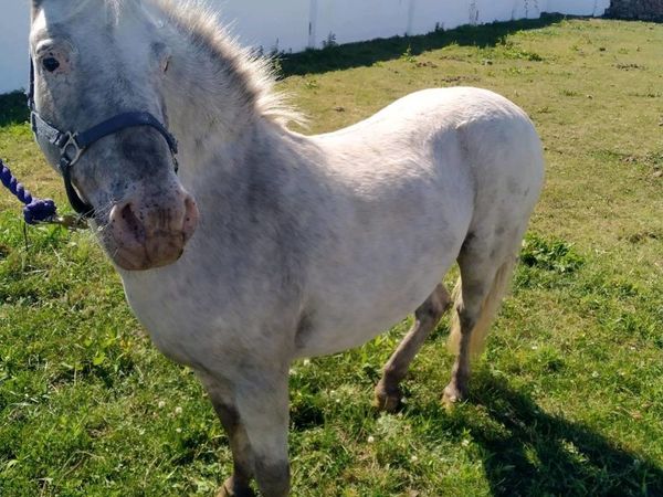Ponies Ads For Sale in Ireland | DoneDeal