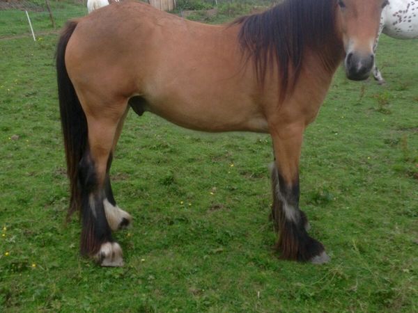 Horses Ads For Sale in Ulster | DoneDeal