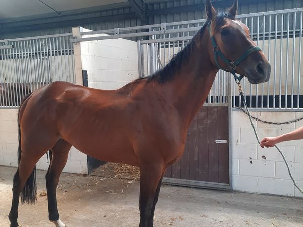 Equine Ads For Sale in Ireland | DoneDeal