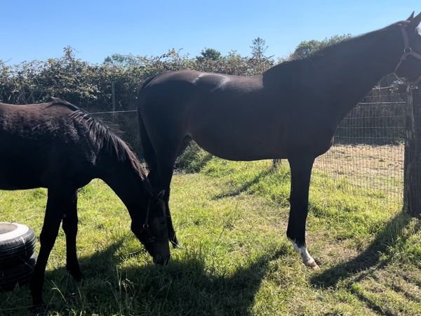 Equine Ads For Sale in Ireland | DoneDeal