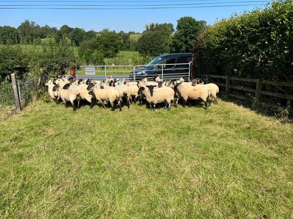 Farming Ads For Sale in Monaghan | DoneDeal