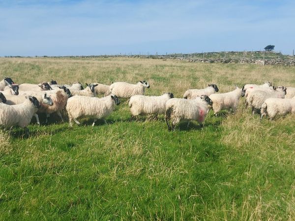 Farming Ads For Sale in Ireland | DoneDeal
