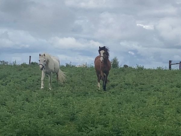 Equine Ads For Sale in Ireland | DoneDeal