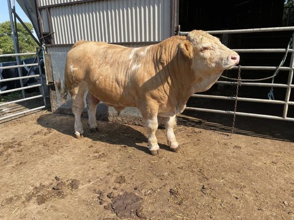 Beef Cattle Ads For Sale in Ulster | DoneDeal