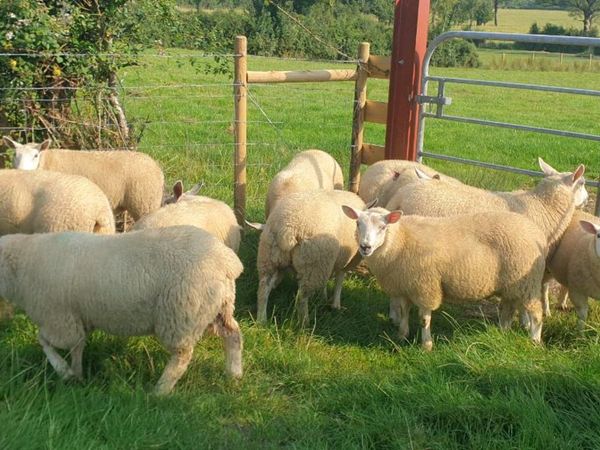 Farming Ads For Sale in Fermanagh | DoneDeal