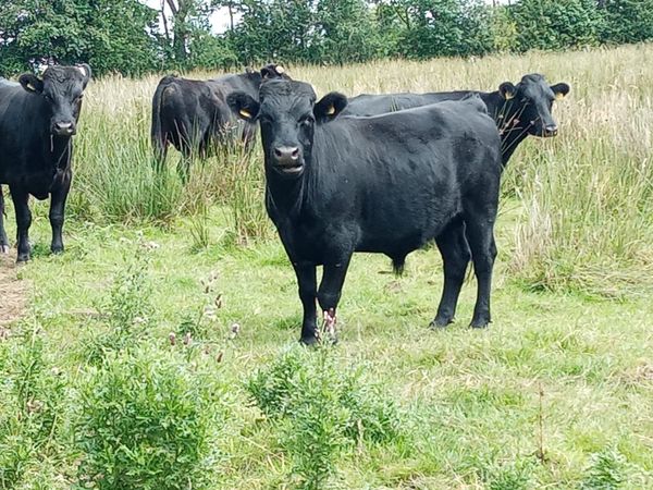 Farming Ads For Sale in ulster | DoneDeal